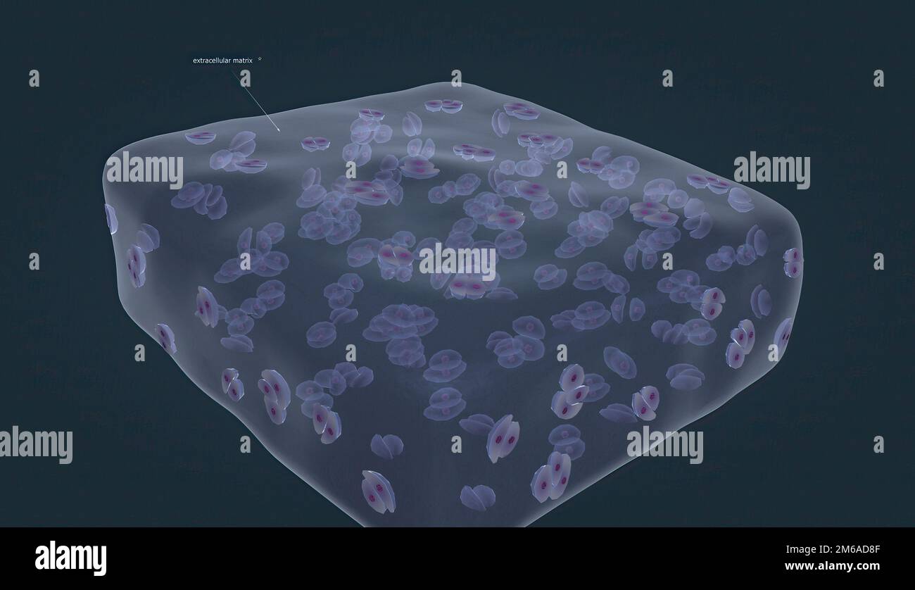 Hyaline cartilage tissue -Fotos und -Bildmaterial in hoher Auflösung ...