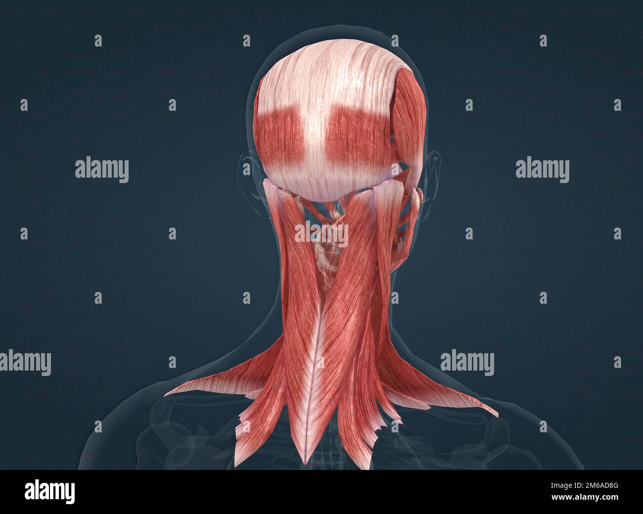 Menschliche Anatomie eines weiblichen Gesichts, Nacken- und ...