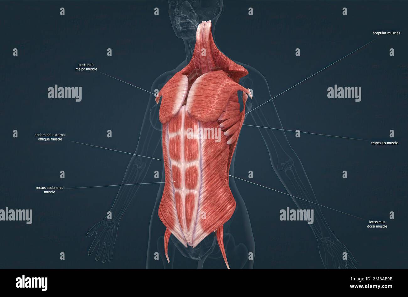 Zu den Muskeln des Rumpfes gehören jene, die die Wirbelsäule bewegen ...