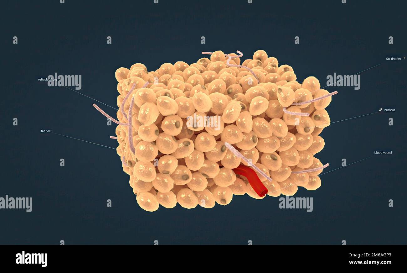 White adipose tissue -Fotos und -Bildmaterial in hoher Auflösung – Alamy