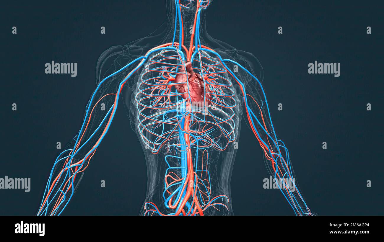 Das Kreislaufsystem oder Herz-Kreislauf-System ist das Organsystem, das ...