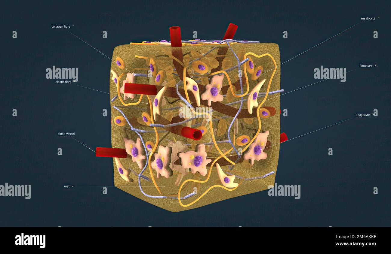 Hyaline cartilage tissue -Fotos und -Bildmaterial in hoher Auflösung ...