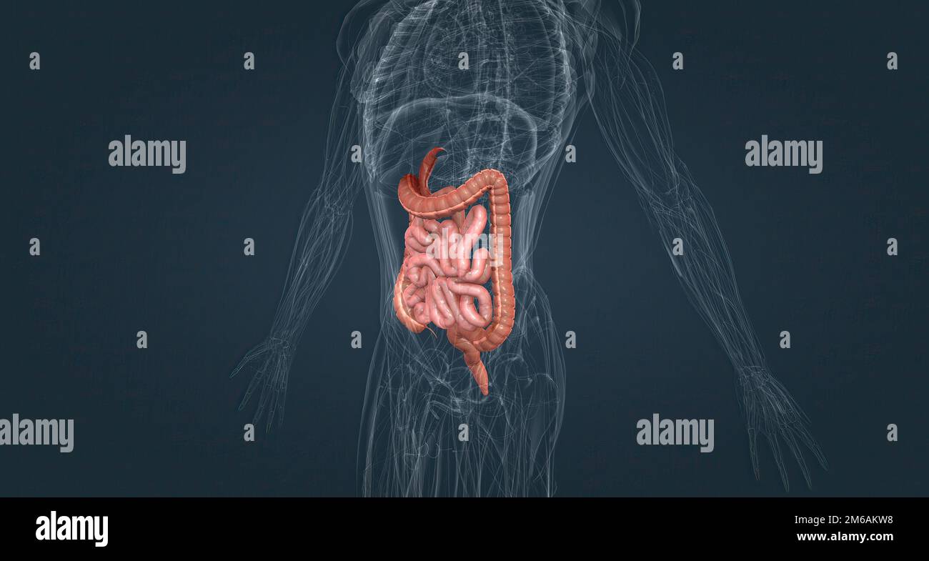 Dünndarm und Dickdarm sind Teile Ihres Verdauungstrakts, der die ...