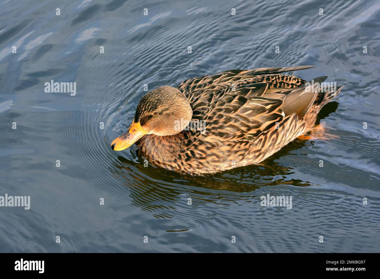 Malard duck anas platyrhynchos bird -Fotos und -Bildmaterial in hoher ...