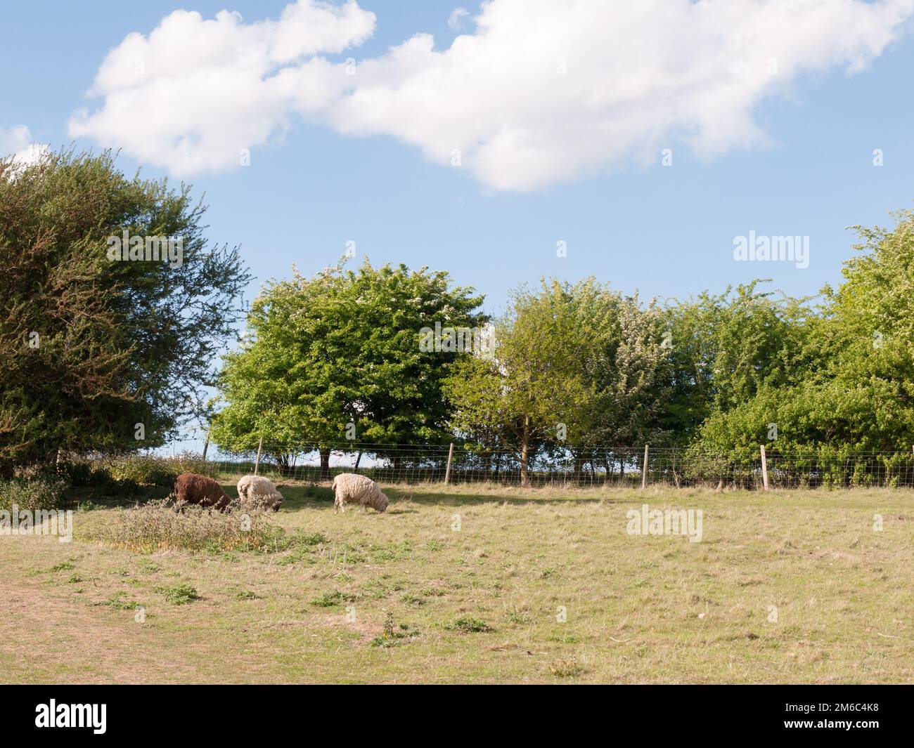 Zwei weiße und ein braunes Schaf auf einem Sommerfeld im essex ...