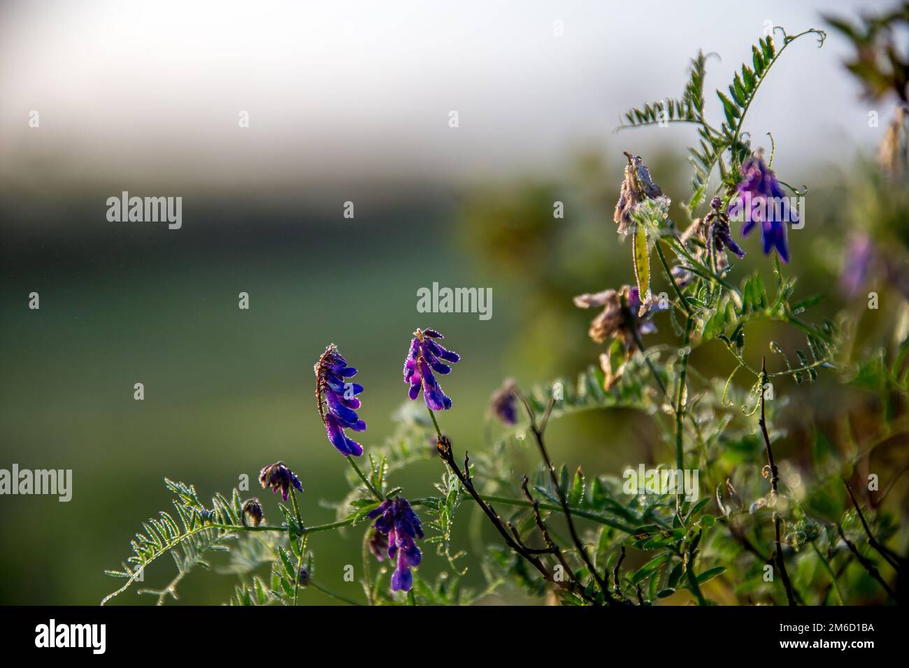 Wilde rosa blumen -Fotos und -Bildmaterial in hoher Auflösung – Alamy