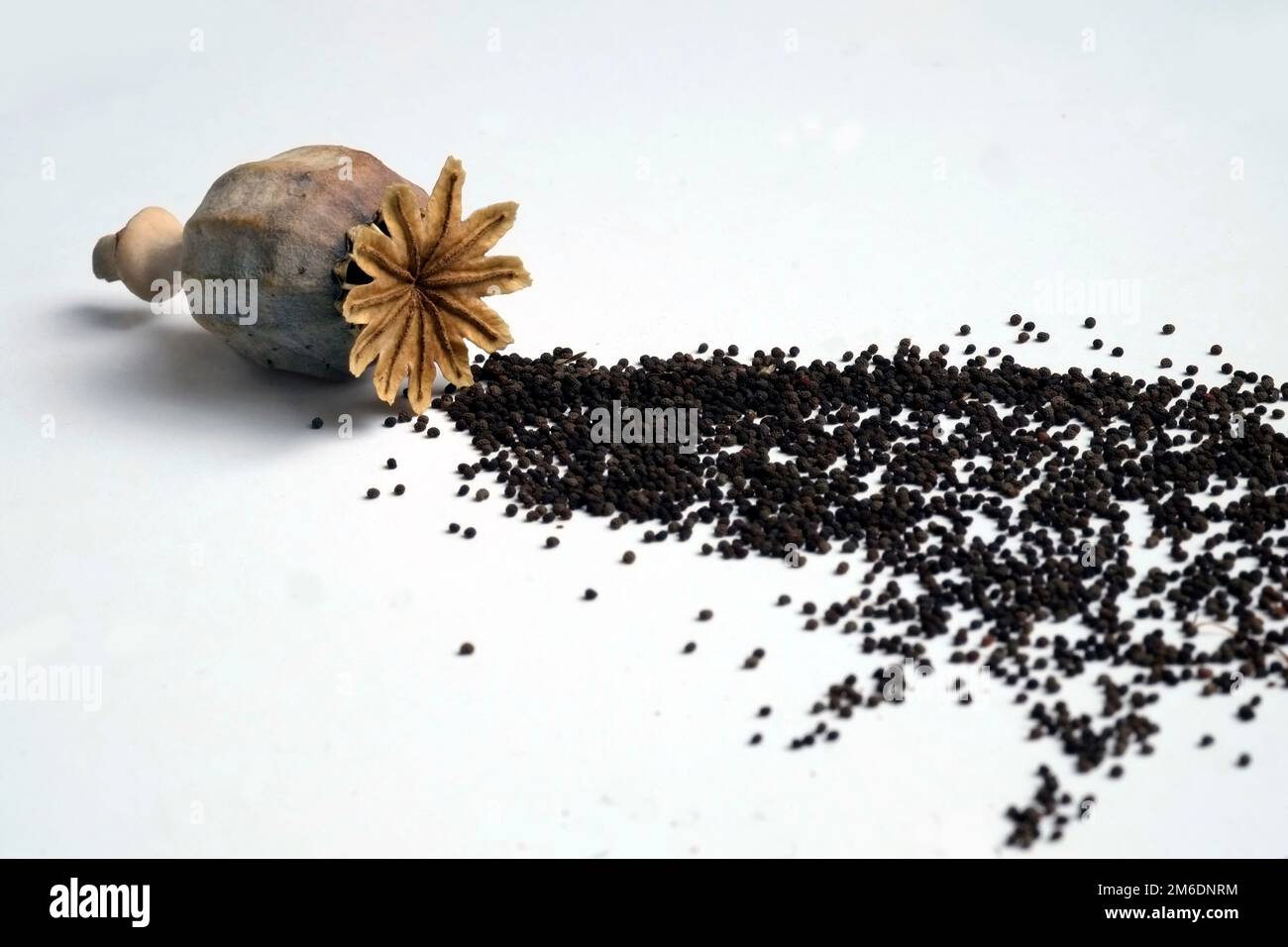 Mohn samen kapsel -Fotos und -Bildmaterial in hoher Auflösung – Alamy