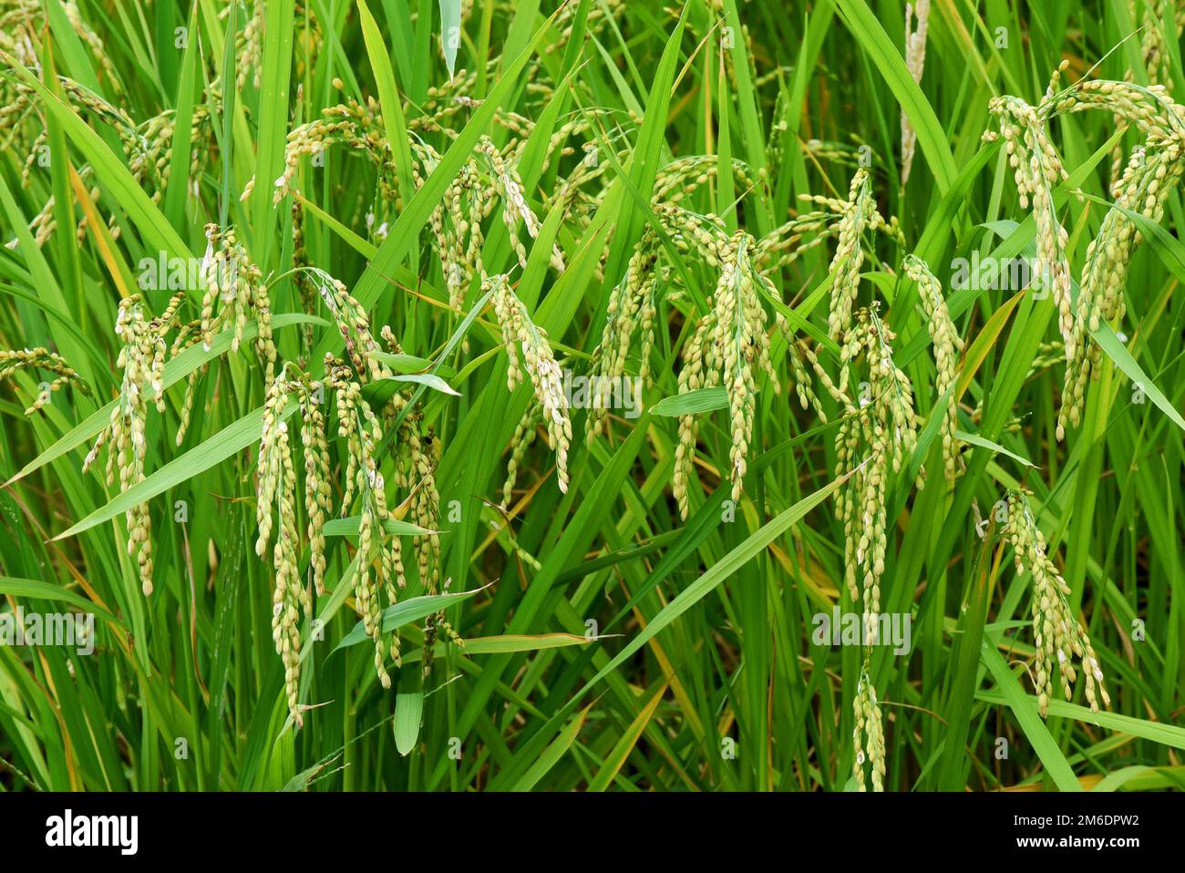 Shiroyone Senmaida Rice Terraces - ein malerischer Hügel mit ...