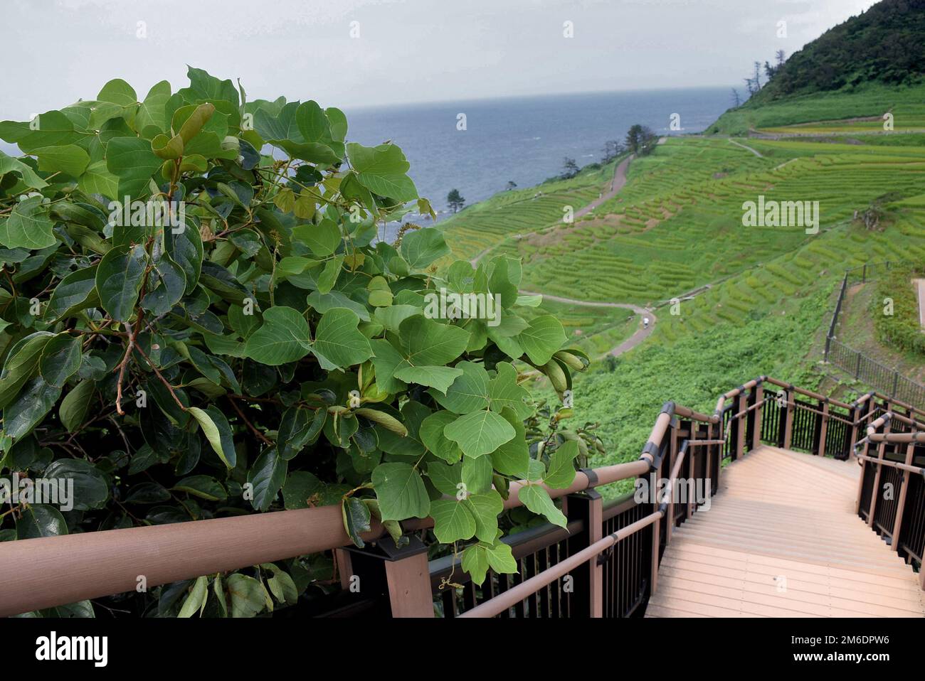Shiroyone Senmaida Rice Terraces - ein malerischer Hügel mit ...