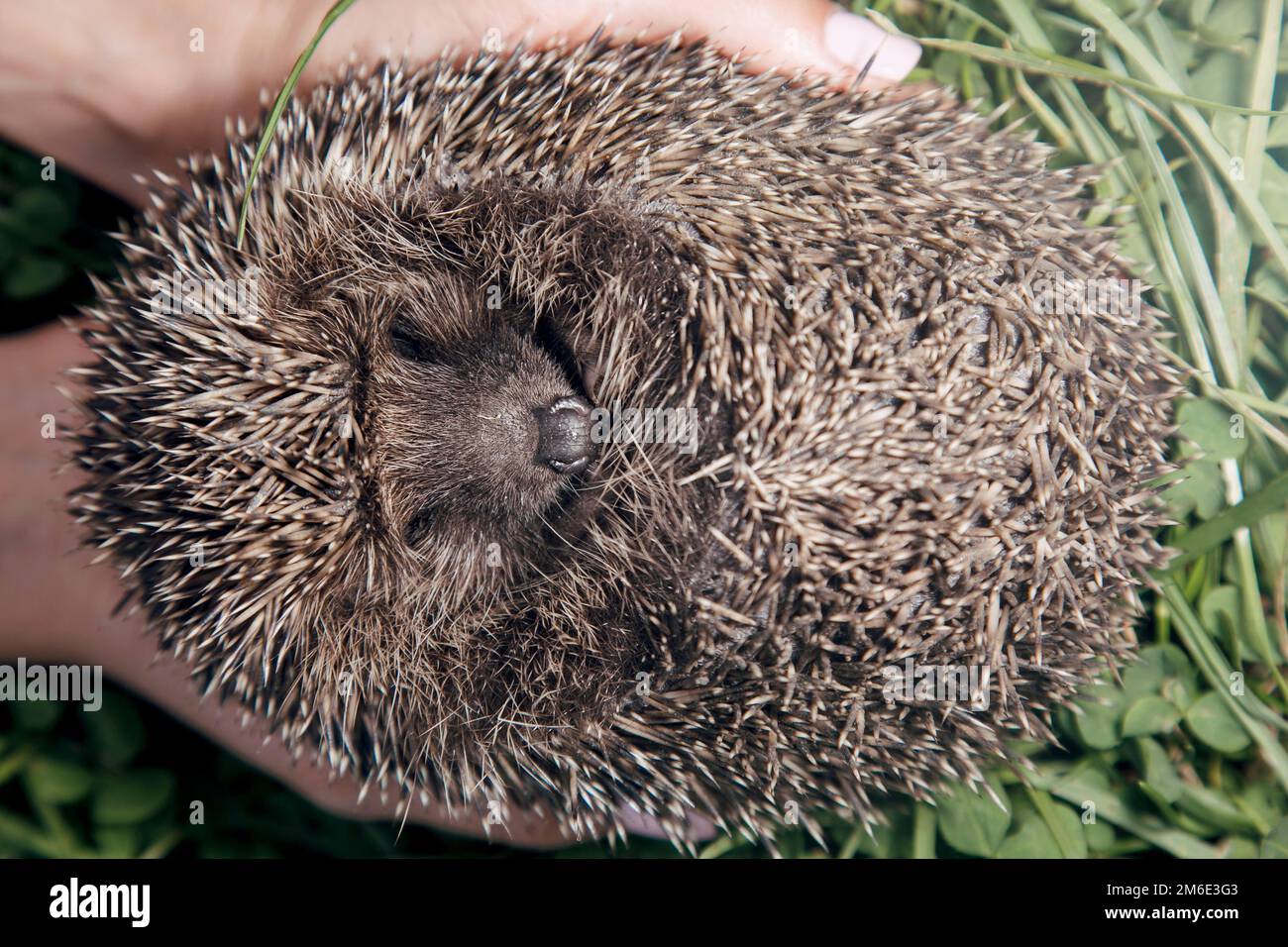 Rare hedgehog -Fotos und -Bildmaterial in hoher Auflösung – Alamy