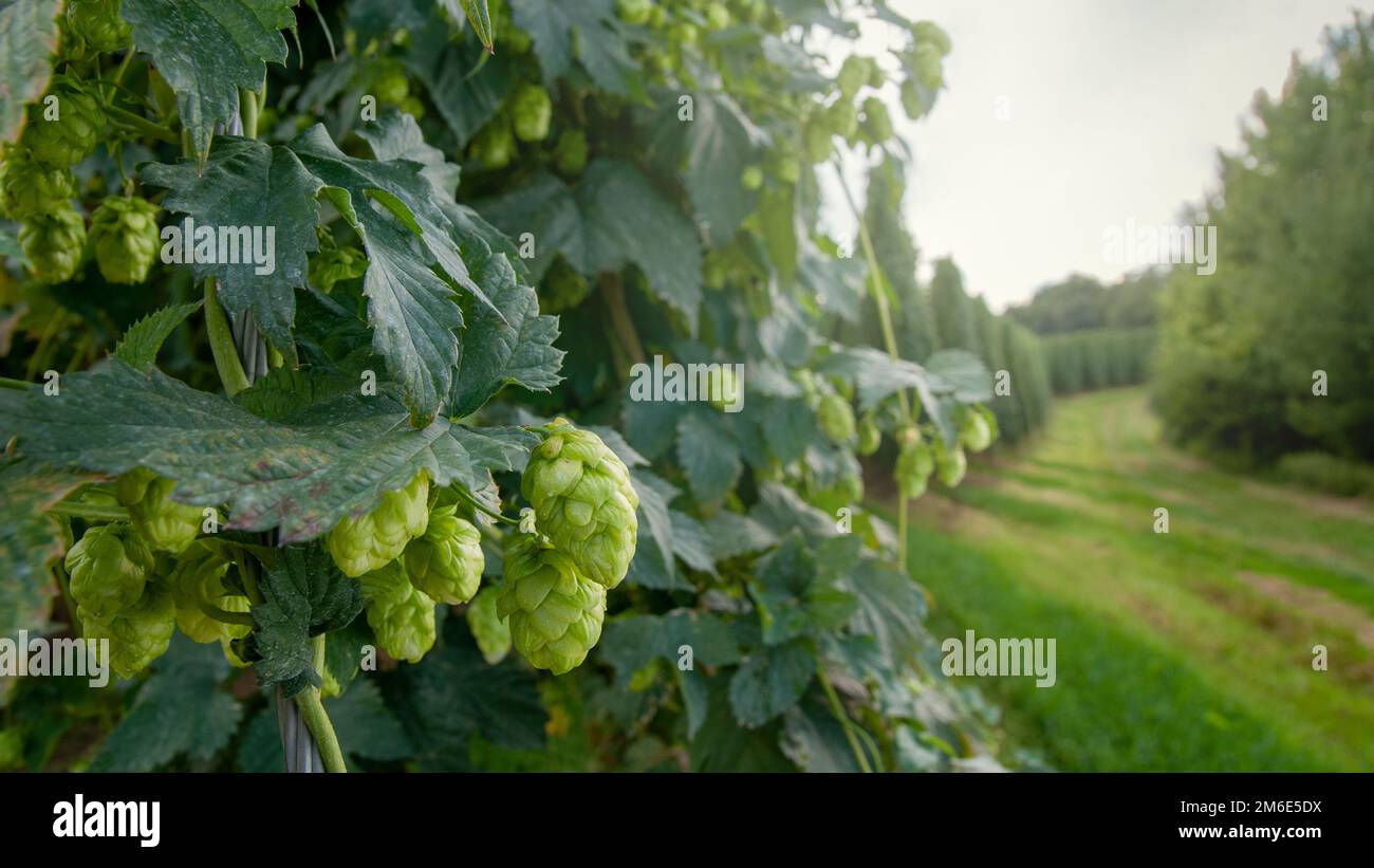 Hop growing -Fotos und -Bildmaterial in hoher Auflösung – Alamy