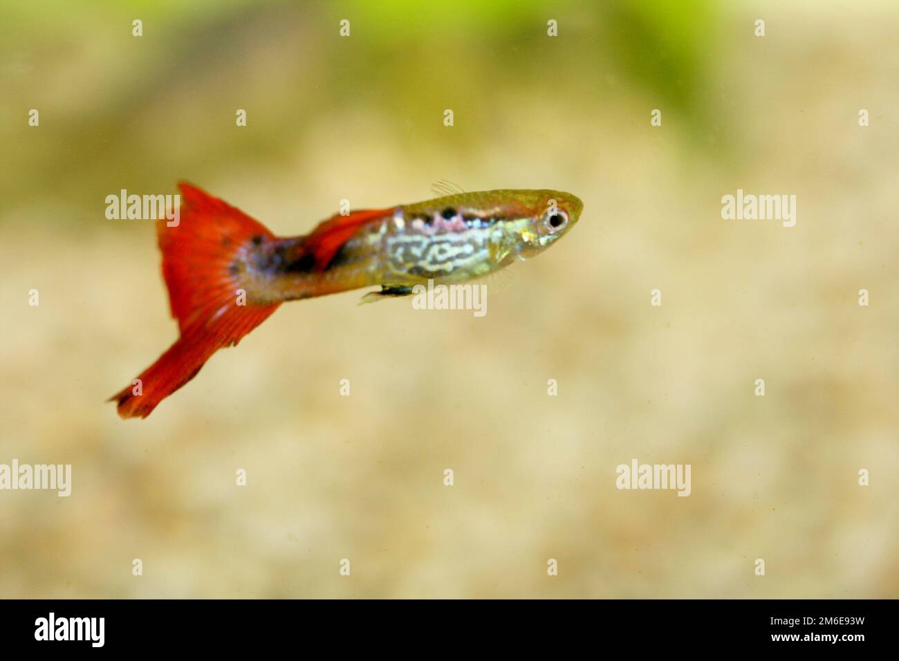 Male of guppy poecilia reticulata -Fotos und -Bildmaterial in hoher ...