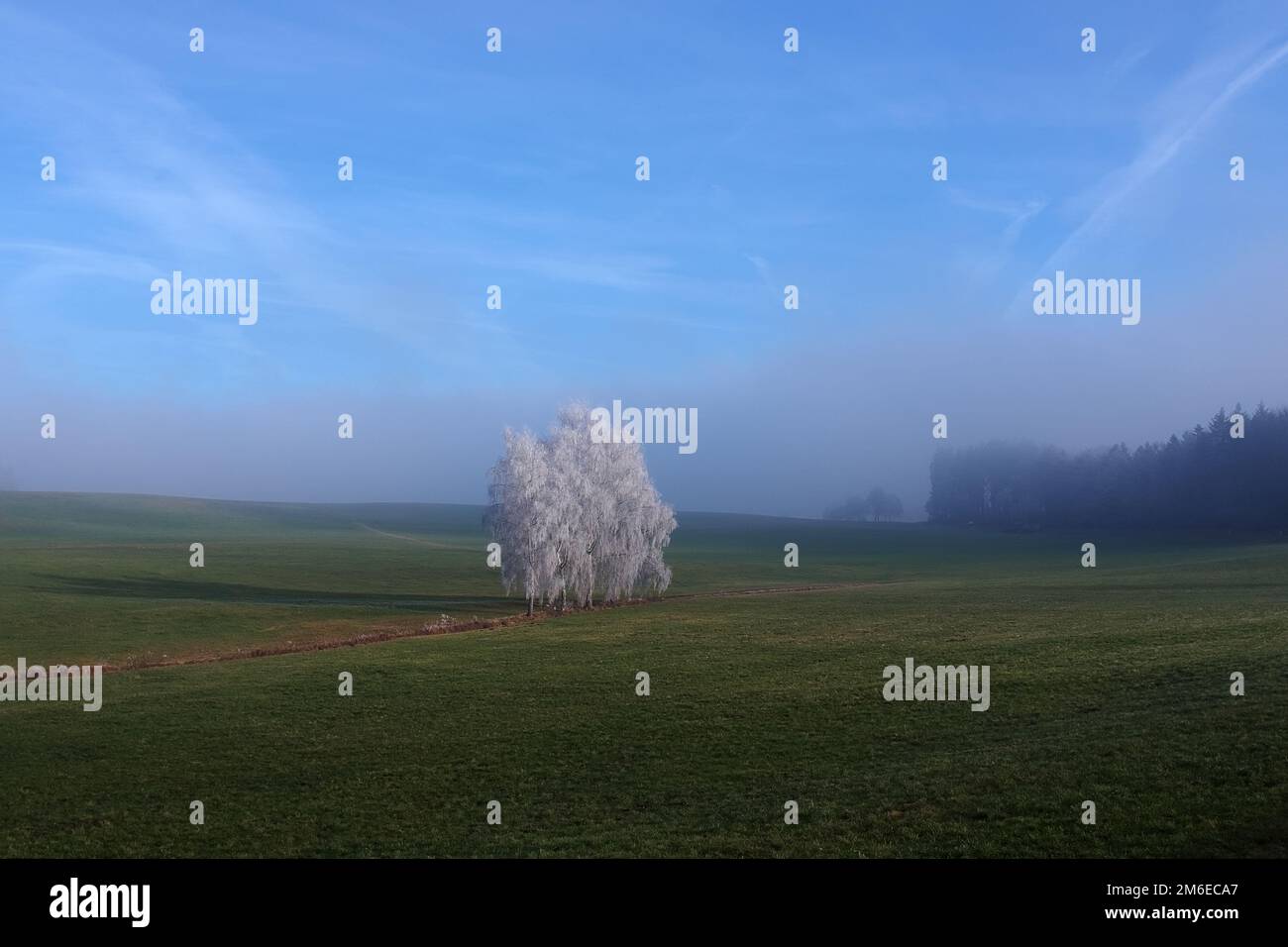 Nebelaufla gesungen -Fotos und -Bildmaterial in hoher Auflösung – Alamy