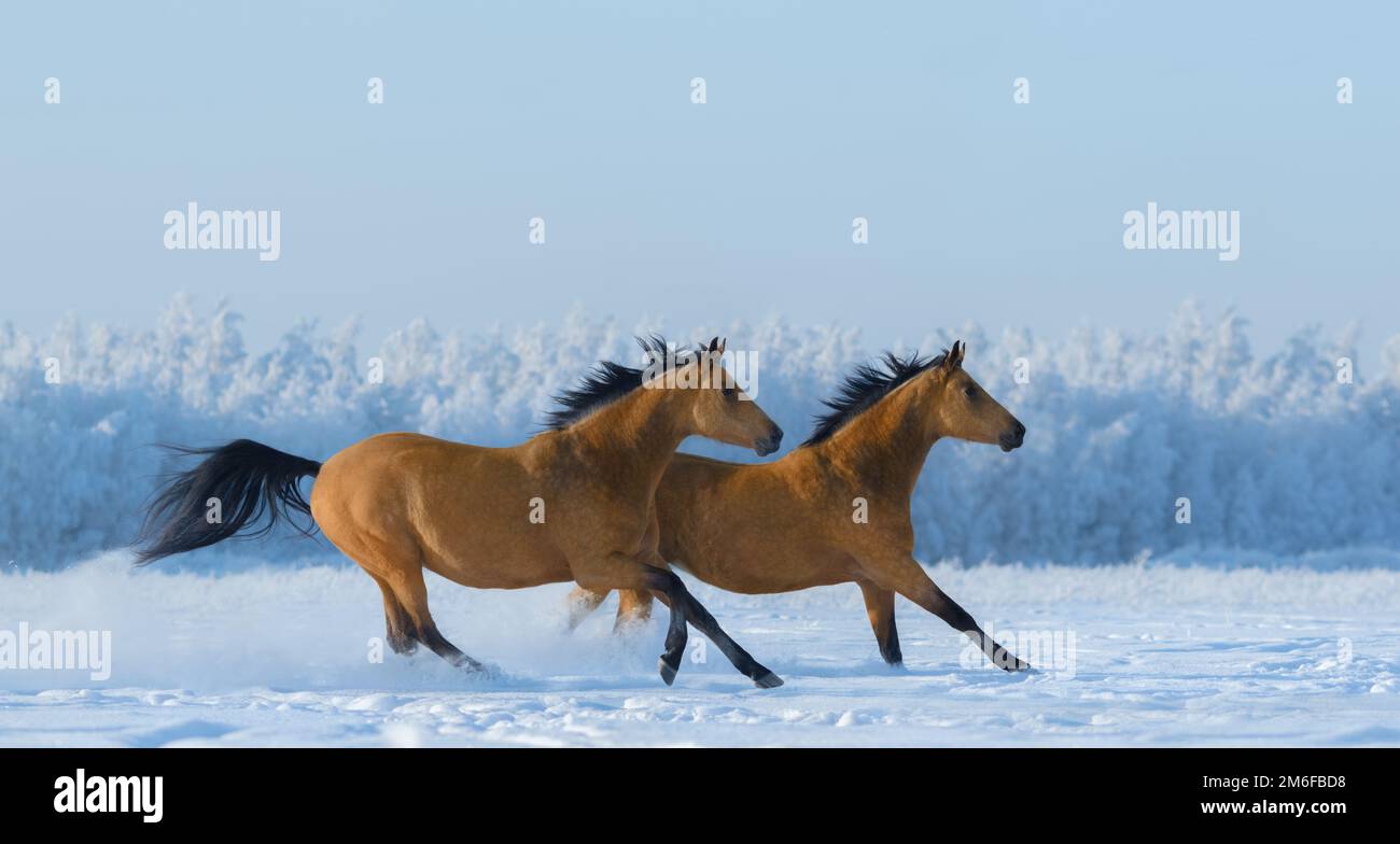 Zwei galoppieren -Fotos und -Bildmaterial in hoher Auflösung – Alamy