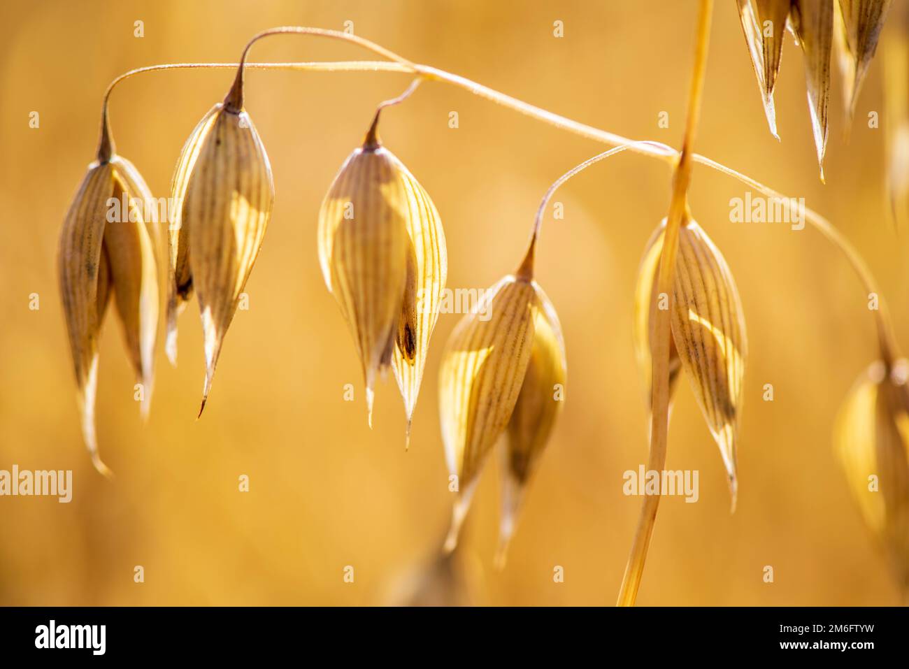 Hafer symbol -Fotos und -Bildmaterial in hoher Auflösung – Alamy
