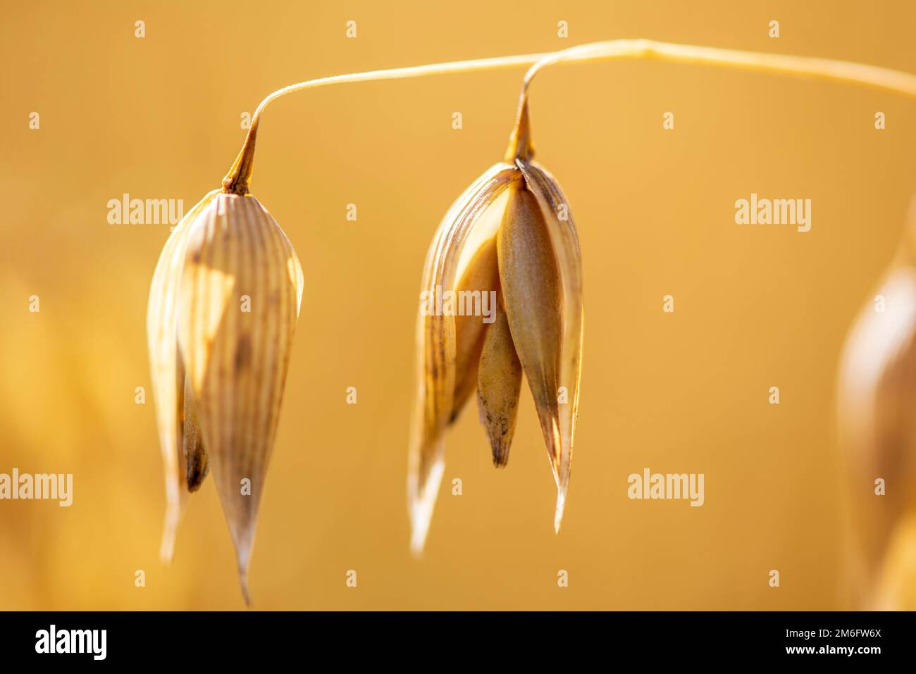 Hafer symbol -Fotos und -Bildmaterial in hoher Auflösung – Alamy