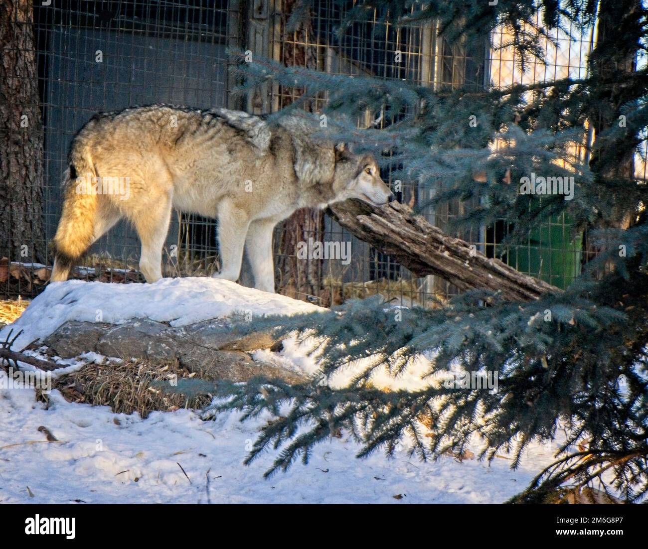 Snow wolf -Fotos und -Bildmaterial in hoher Auflösung – Alamy