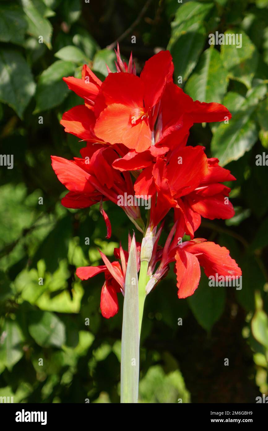 Edible canna -Fotos und -Bildmaterial in hoher Auflösung – Alamy