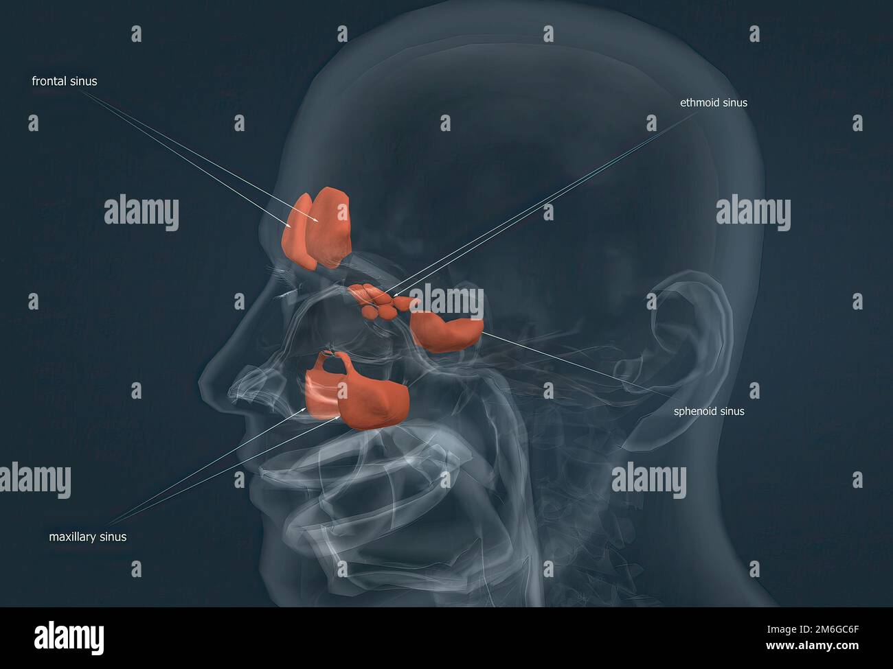 Alveolar mucosa -Fotos und -Bildmaterial in hoher Auflösung – Alamy