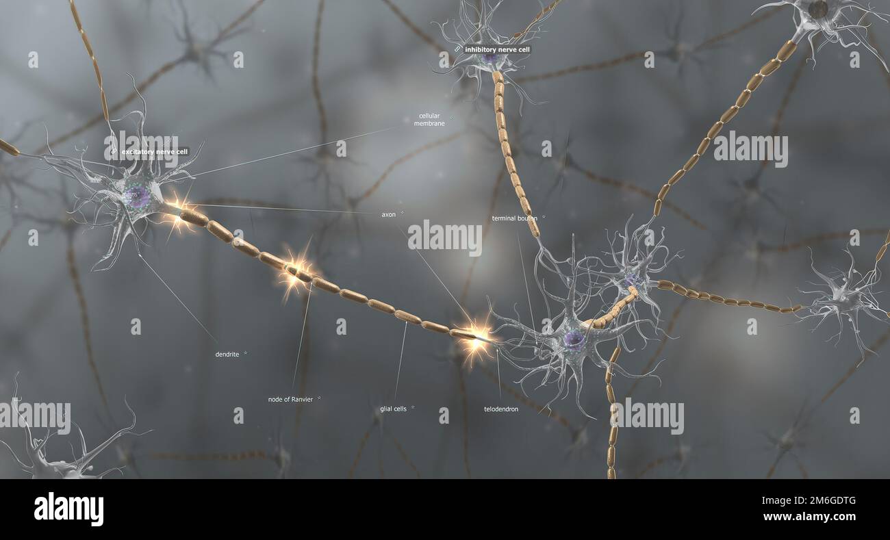 Inhibitory neuron -Fotos und -Bildmaterial in hoher Auflösung – Alamy