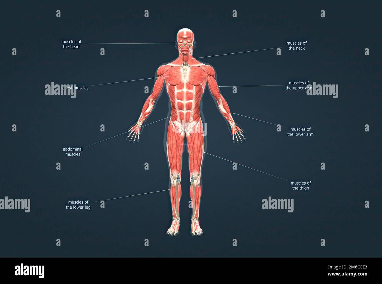Anatomie des männlichen menschlichen Muskelsystems 3D-Darstellung ...