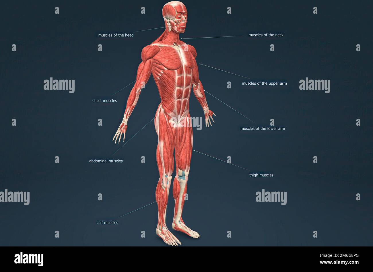 Anatomie des männlichen menschlichen Muskelsystems 3D-Darstellung ...