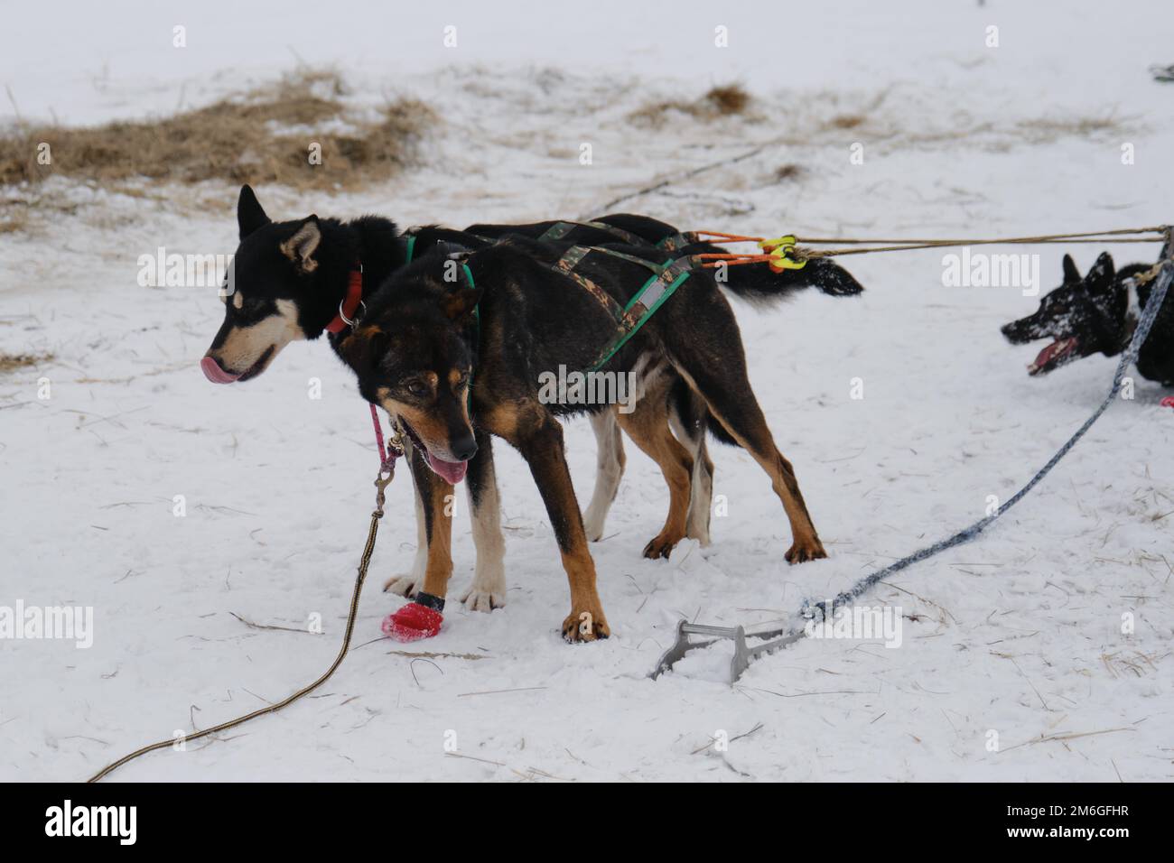 Ein Team von Alaska Husky-Schlittenhunden des Nordens im Winter in ...