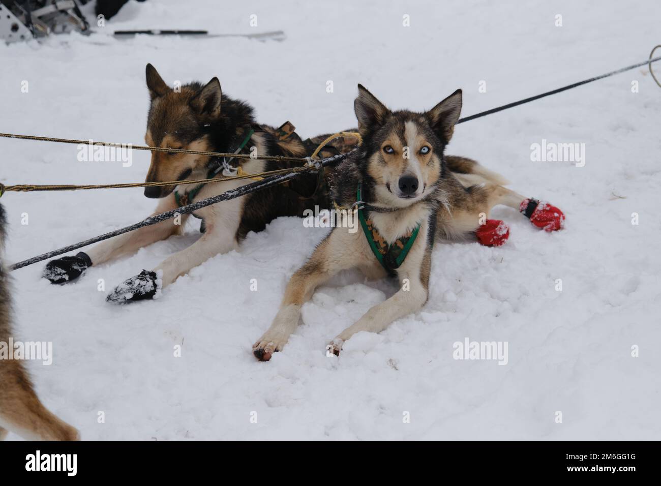 Ein Team von Alaska Husky-Schlittenhunden des Nordens im Winter in ...