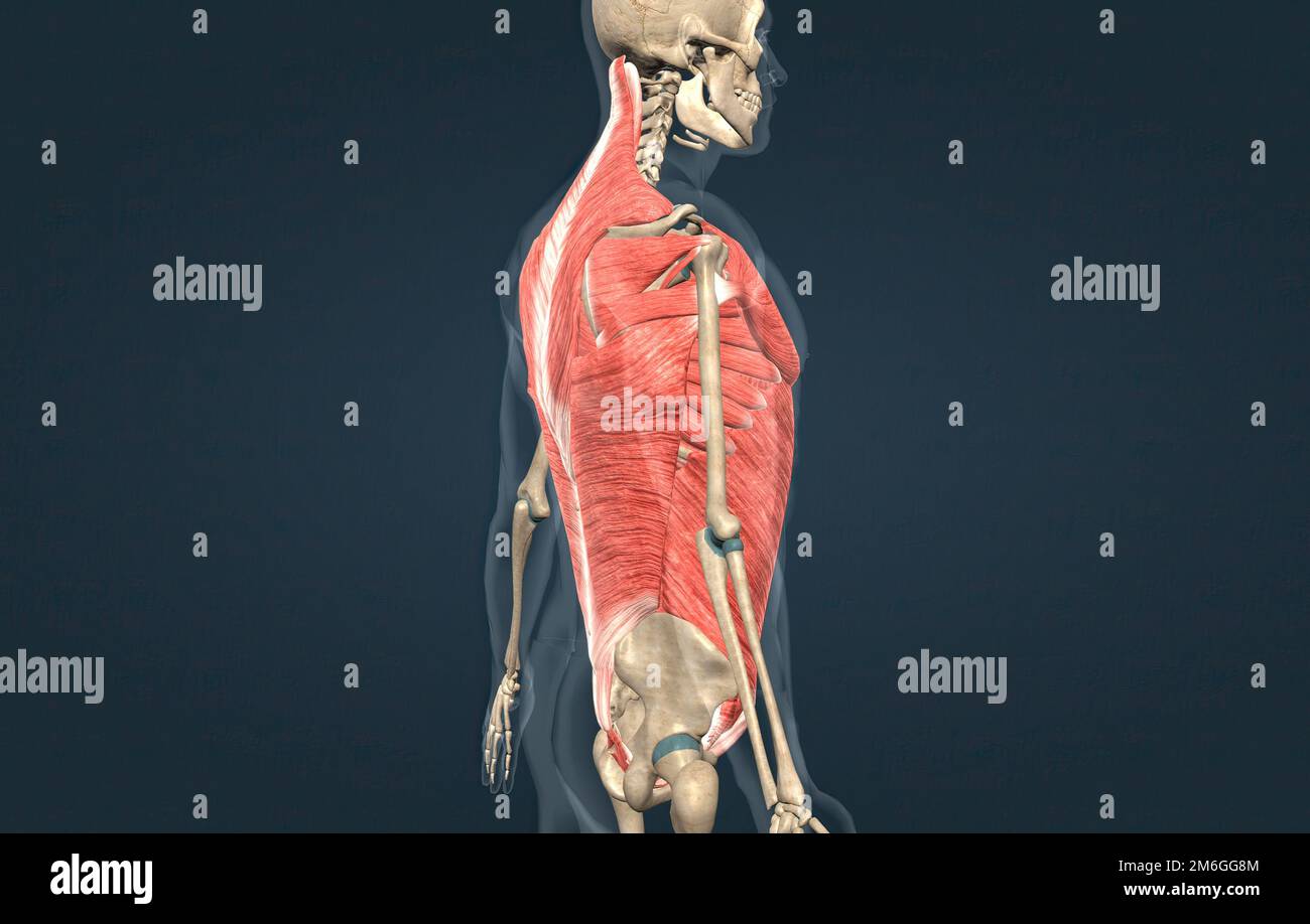 Mimetische muskeln -Fotos und -Bildmaterial in hoher Auflösung – Alamy