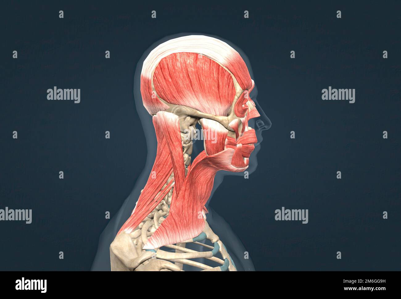 Menschliche Anatomie eines männlichen Gesichts, Nacken- und ...