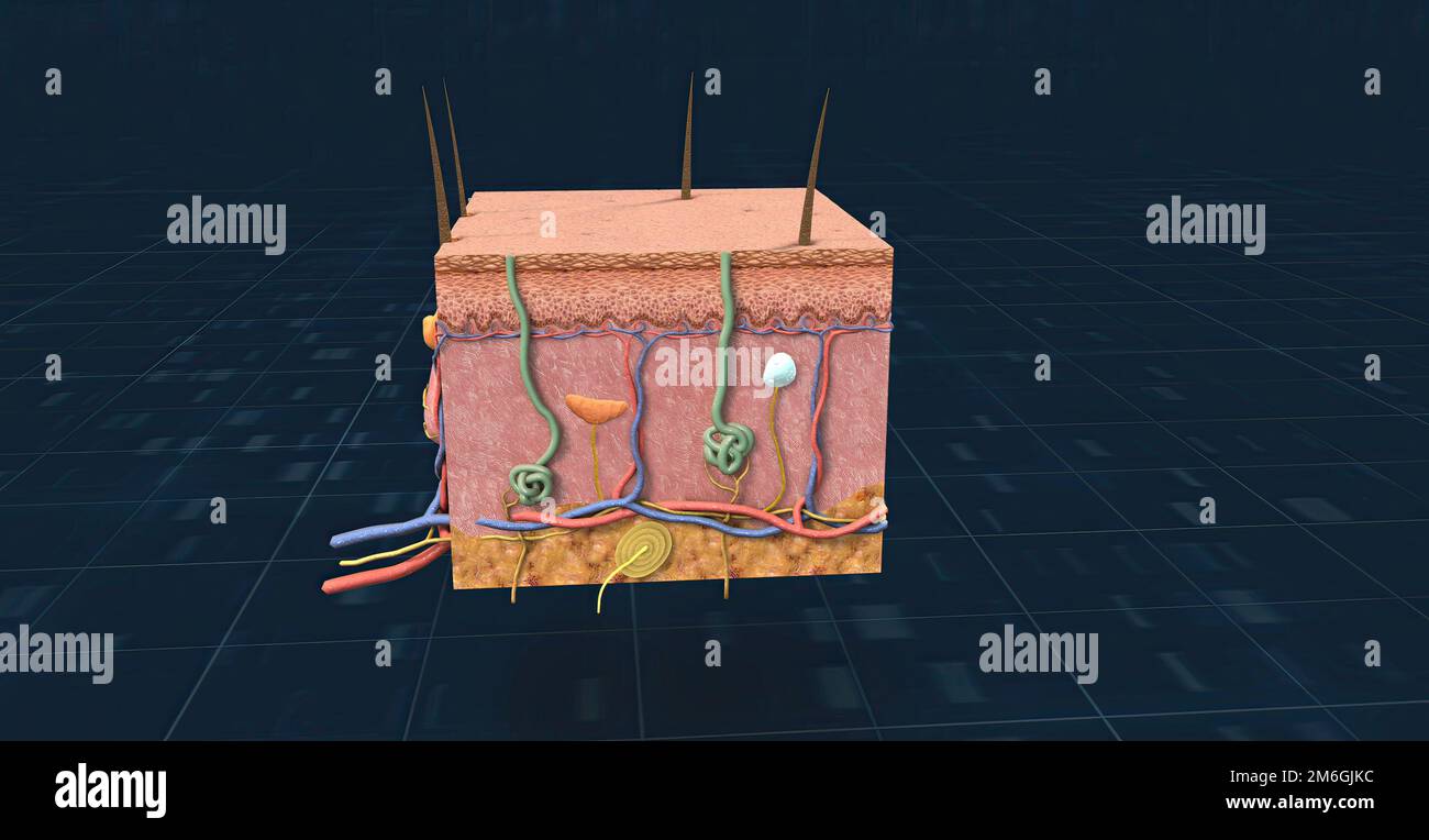 Anatomie der Haut mit Epidermis, Dermis und Unterhautgewebe. 3D ...