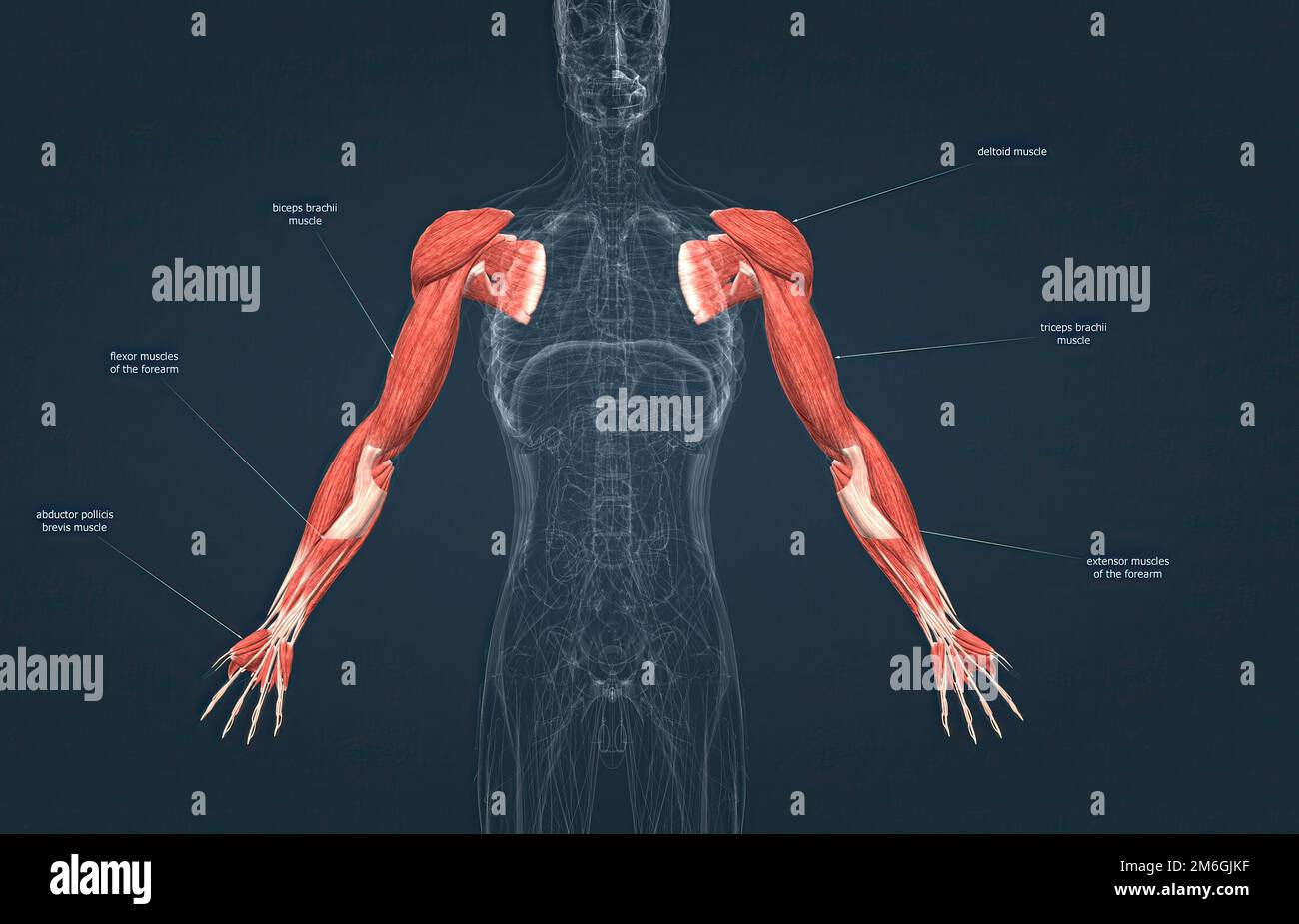 Die Muskeln, die den Unterarm bewegen, befinden sich entlang des ...