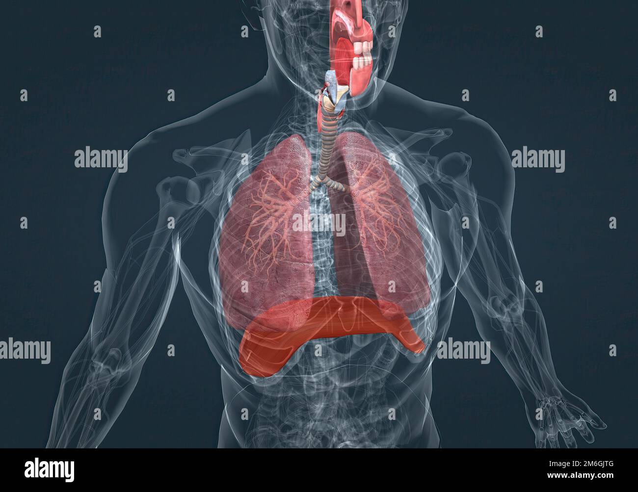 Das Zwerchfell ist ein dünner Skelettmuskel, der unten am Brustkorb ...
