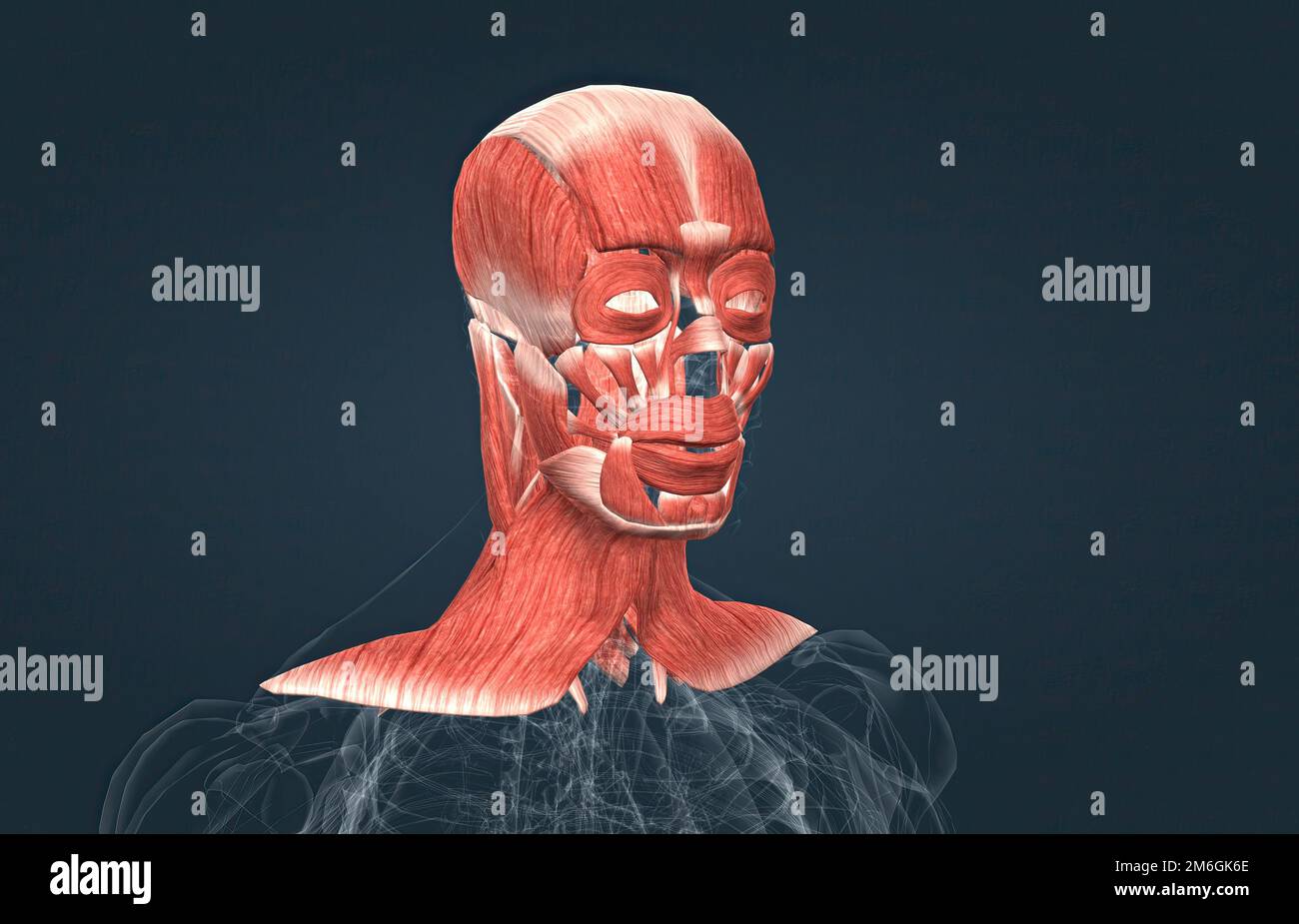 Menschliche Anatomie eines männlichen Gesichts, Nacken- und ...