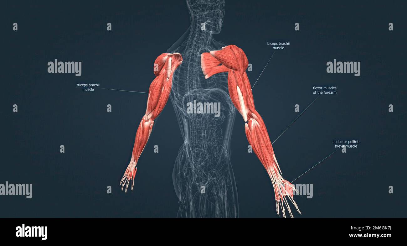 Muskeln der oberen Extremitäten 3D Abbildung Stockfotografie - Alamy