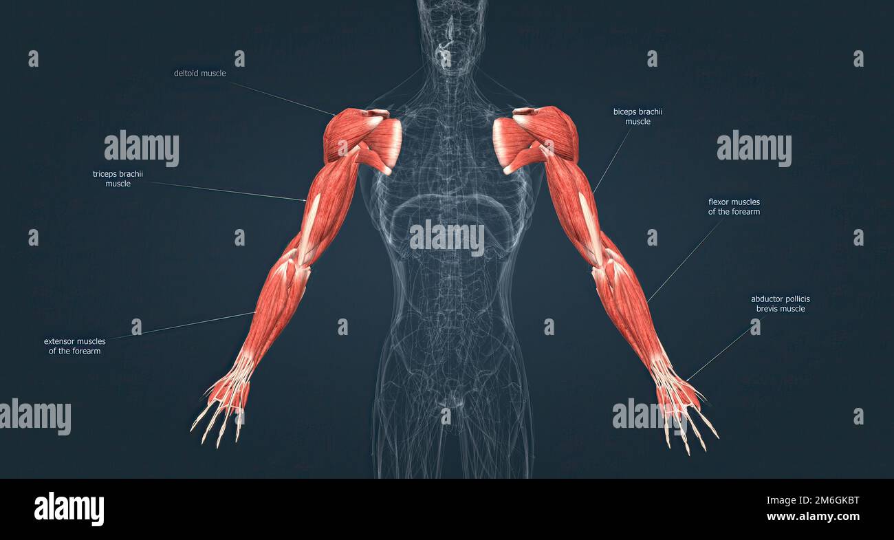Upper limbs anatomy -Fotos und -Bildmaterial in hoher Auflösung – Alamy