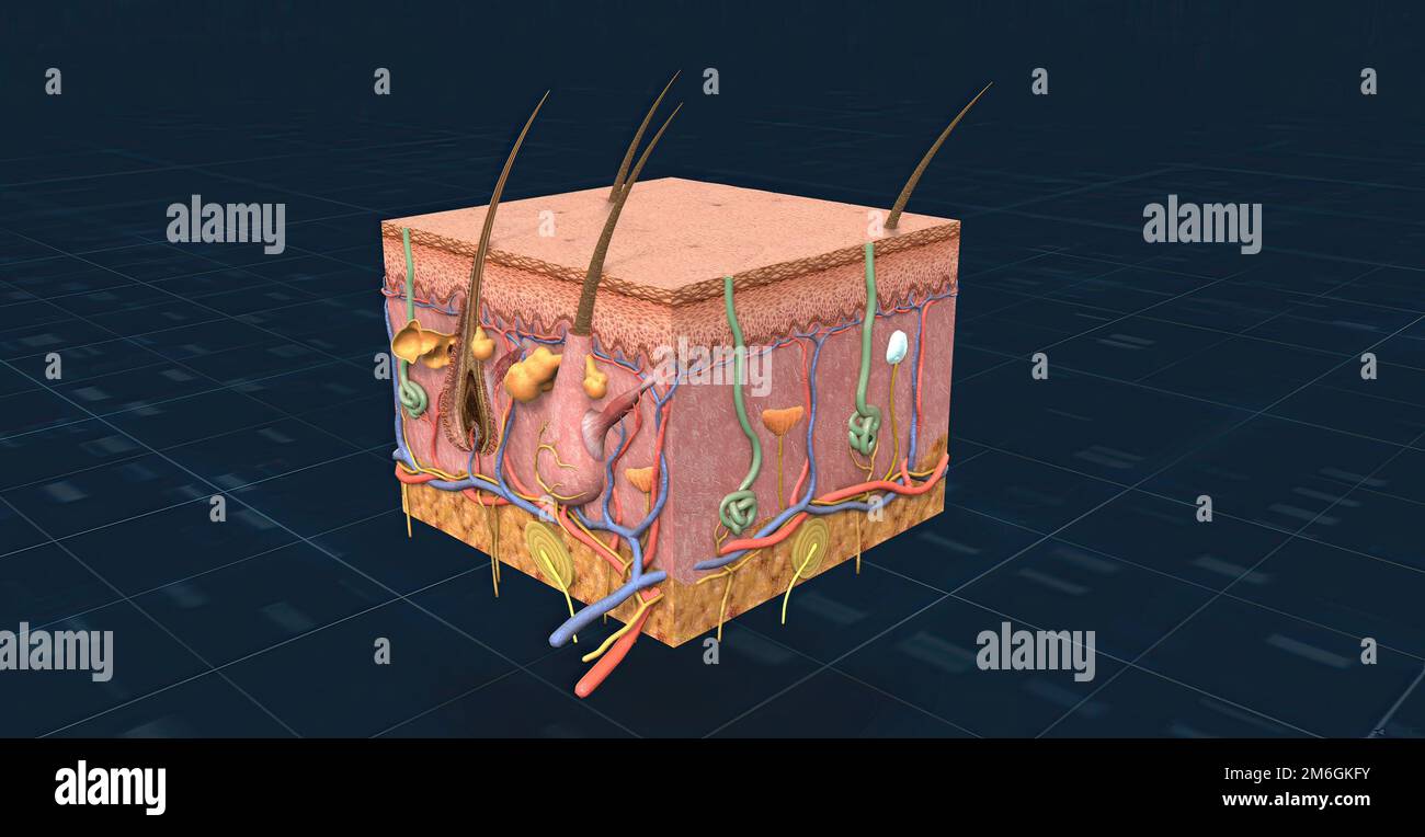 Anatomie der Haut mit Epidermis, Dermis und Unterhautgewebe. 3D ...