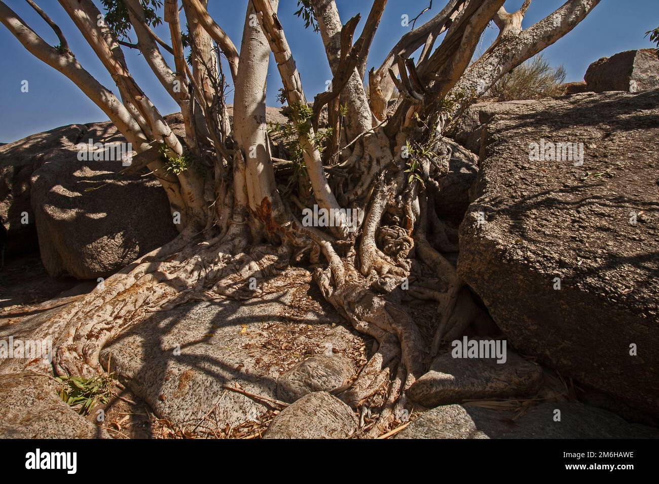 Desert fig tree -Fotos und -Bildmaterial in hoher Auflösung – Alamy