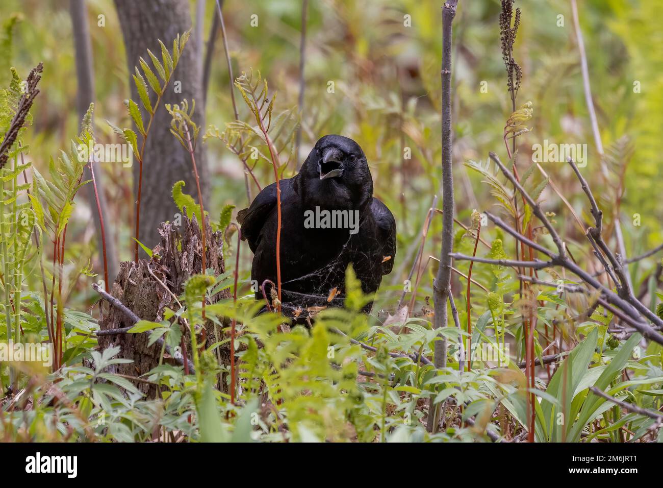 American crow corvus brachyrhynchos -Fotos und -Bildmaterial in hoher Auflösung – Alamy