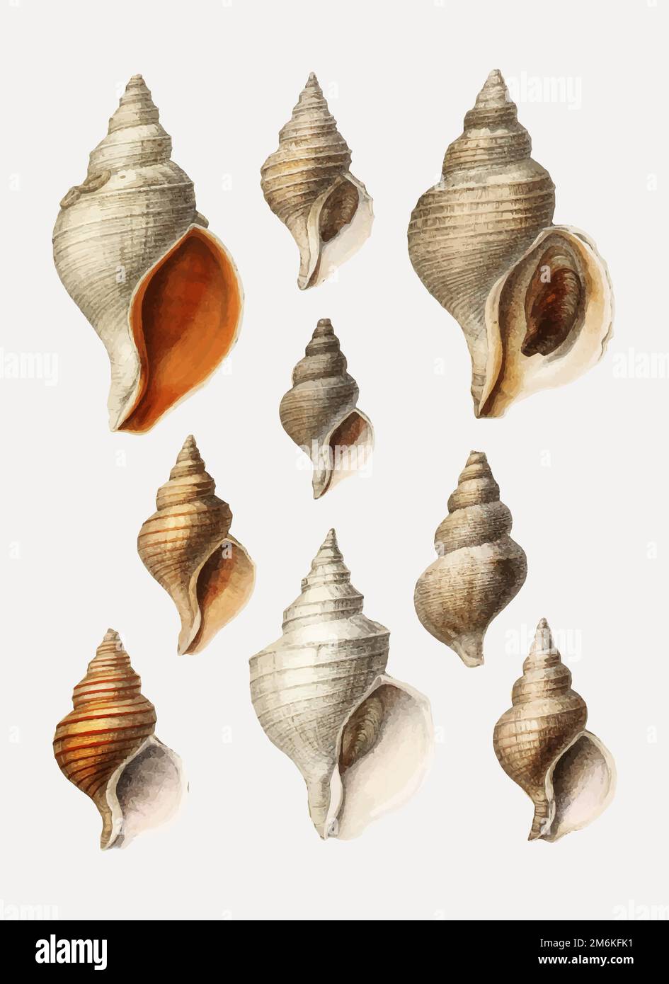 Muscheln dekor Stock-Vektorgrafiken kaufen - Alamy