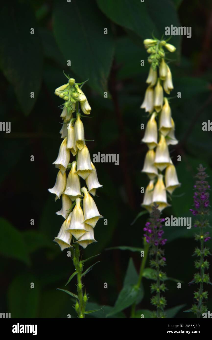Blumen fingerhut -Fotos und -Bildmaterial in hoher Auflösung – Alamy