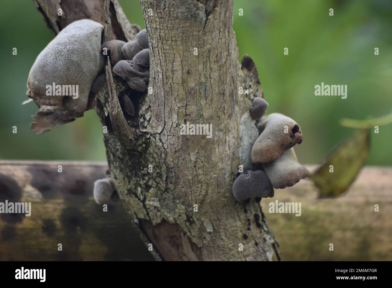 Wohlergehen der tierwelt -Fotos und -Bildmaterial in hoher Auflösung ...