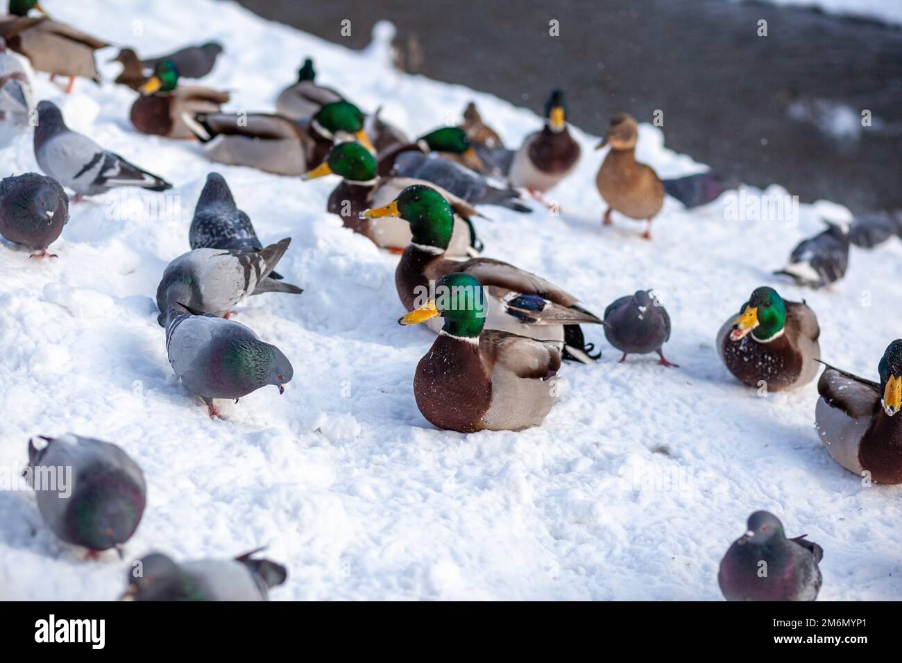 Enten in einem Winterpark. Entenvögel stehen oder sitzen im Schnee ...