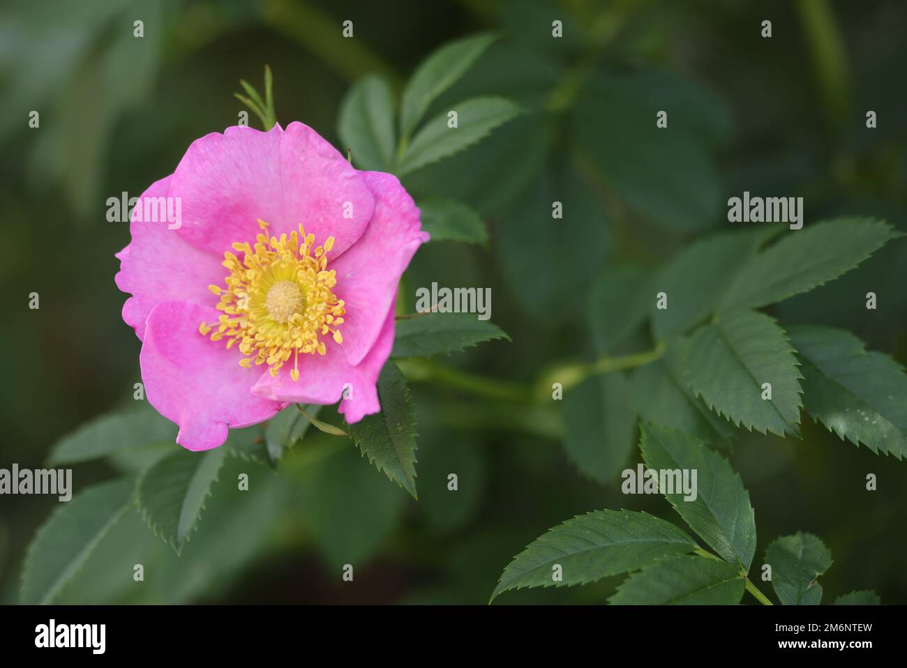 Rose rosa spec -Fotos und -Bildmaterial in hoher Auflösung – Alamy