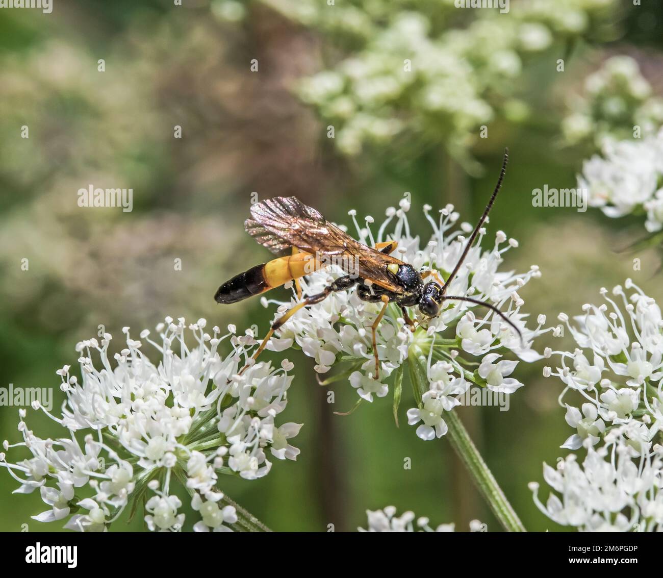 Schwarze ichneumon wespe -Fotos und -Bildmaterial in hoher Auflösung ...
