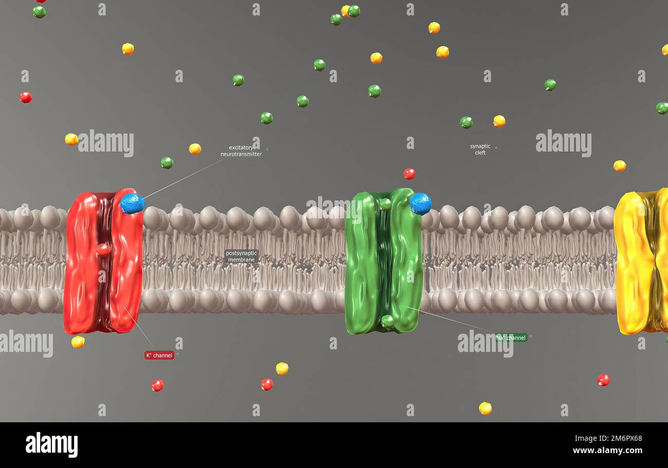 Inhibitory neuron -Fotos und -Bildmaterial in hoher Auflösung – Alamy