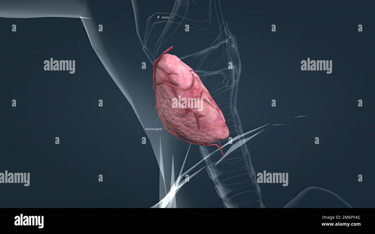 Untere lappen -Fotos und -Bildmaterial in hoher Auflösung – Alamy