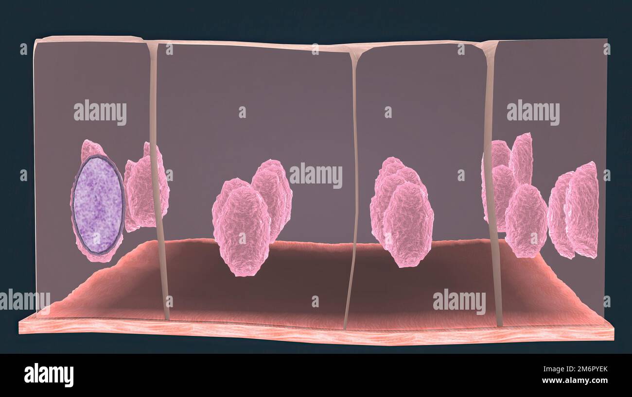 Simple columnar epithelial cells -Fotos und -Bildmaterial in hoher ...
