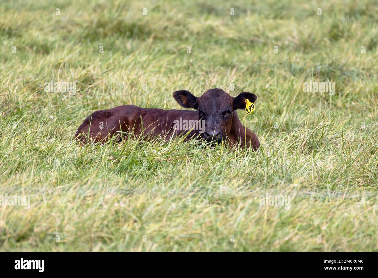 Liegendes kalb -Fotos und -Bildmaterial in hoher Auflösung – Alamy