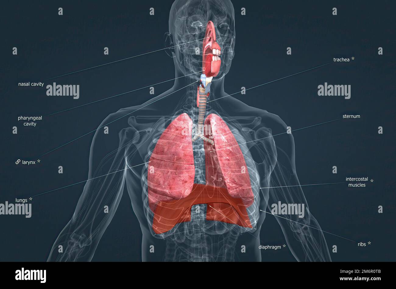 Das Atmungssystem umfasst Nase, Mund, Hals, Sprachbox, Luftröhre, Und ...